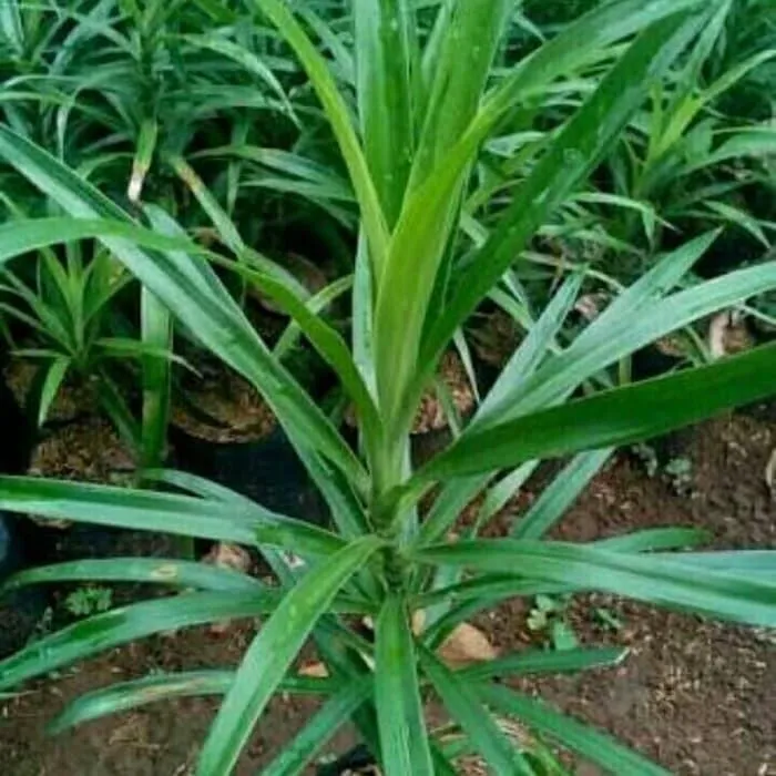 tanaman herbal daun Sugi pohon suji (Tanaman hias hidup/tanaman hidup ...