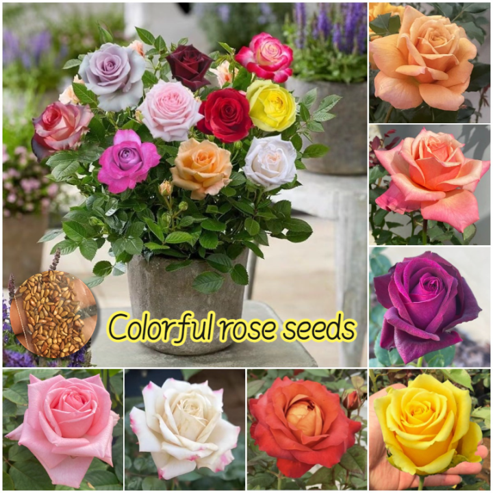 [100% Original Seed] 70pcs Colorful Rose Seeds for Planting Flowers ...