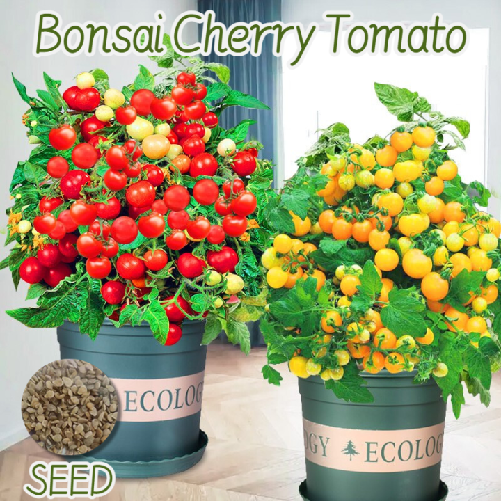 [100% Fresh Seed] 150pcs Red/Yellow Bonsai Cherry Tomato Seeds for ...