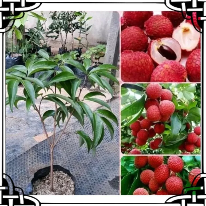 Bibit Buah Leci Vietnam Pohon Lecy Merah Wisata Agrotani Mulia | Lazada ...