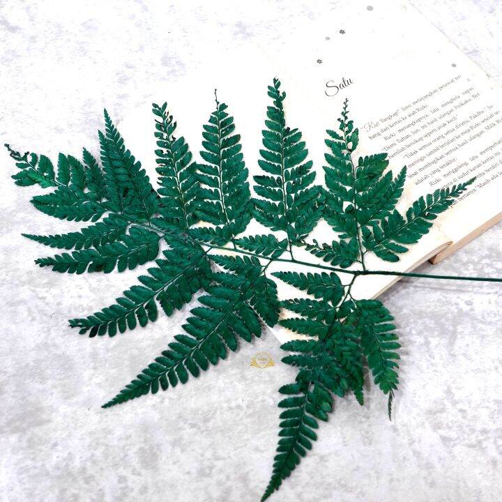 DAUN PAKIS KERING UNTUK BUKET BUNGA, SOUVENIR, HIASAN, INTERIOR RUMAH ...