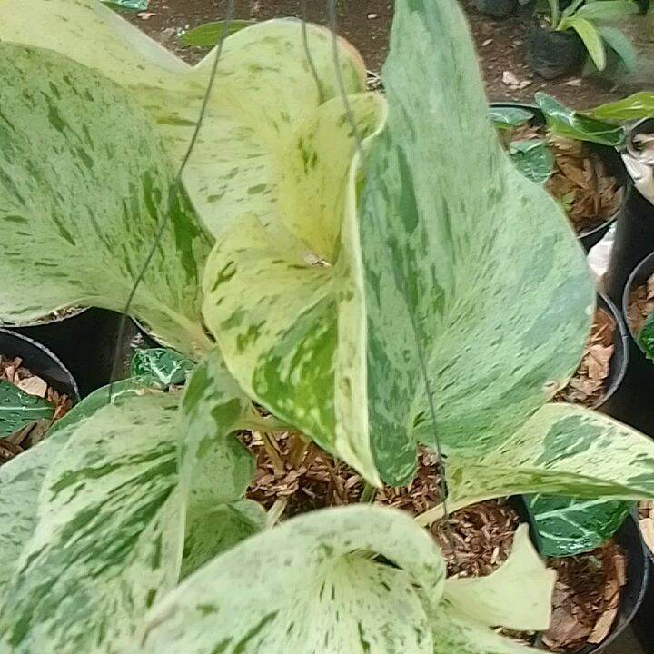 Tanaman hias Sirih Gading Marble Queen - Sirih Gading Variegata-Bunga ...