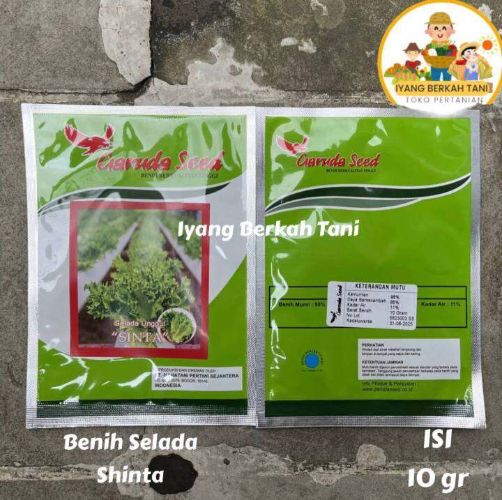 Benih selada keriting SINTA 10 gram selada unggul dari garuda seed ...