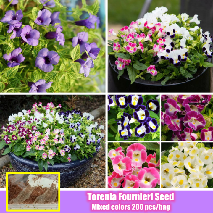 Singapore Ready Stock Assorted Colours Torenia Fournieri Flower Seeds ...