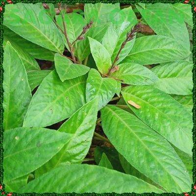 Daun rende segar organik 1kg lalapan khas sunda | Lazada Indonesia