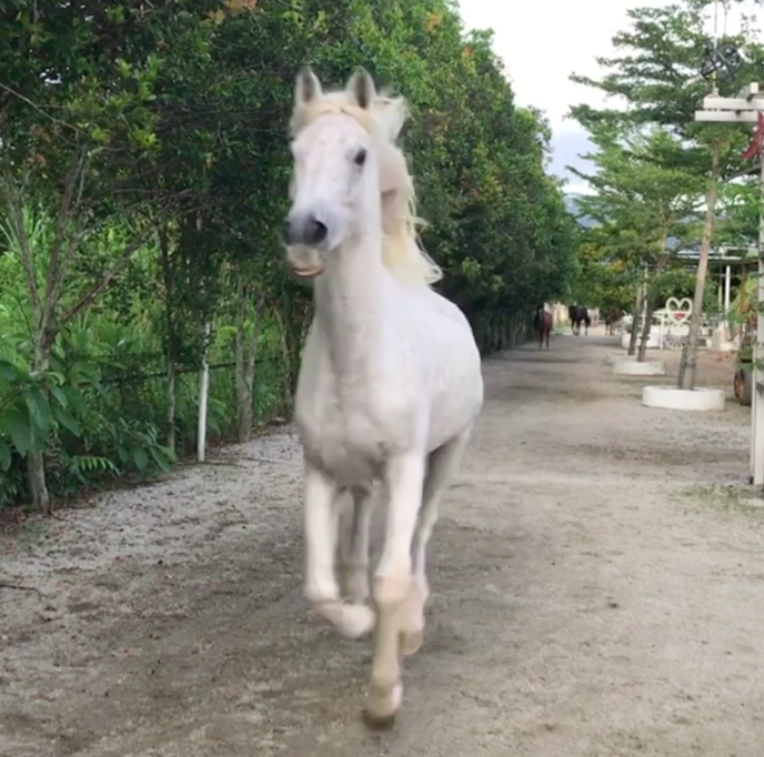 Lucky Horseshoe Gift box Mother's Day Housewarming Feng Shui Vastu ...