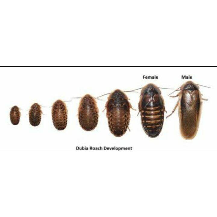 Dubia Roach (Blaptica Dubia) | Lazada PH