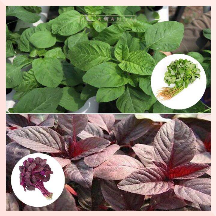 Bibit Tanaman Bayam Merah Biji Unggul Benih Bayam Sayuran Hidroponik ...