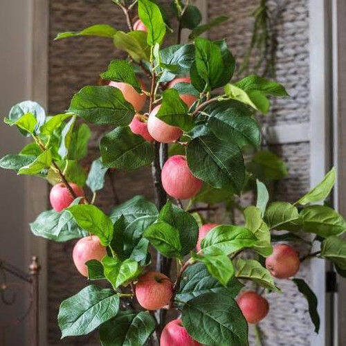 JUAL BIBIT APEL FUJI HASIL STEK BATANG DARI INDUKAN SUDAH BERBUAH ...