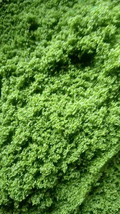 Bibit wolffia super wolfia 500gram murah pakan ikan hias/konsumsi ...