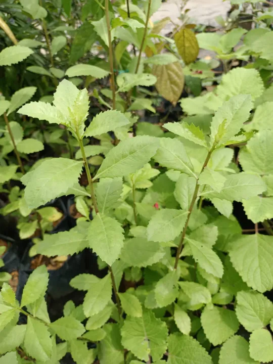 MM- Anak Pokok Beluntas / Pokok Beluntas Paya / pokok ulam Pluchea ...