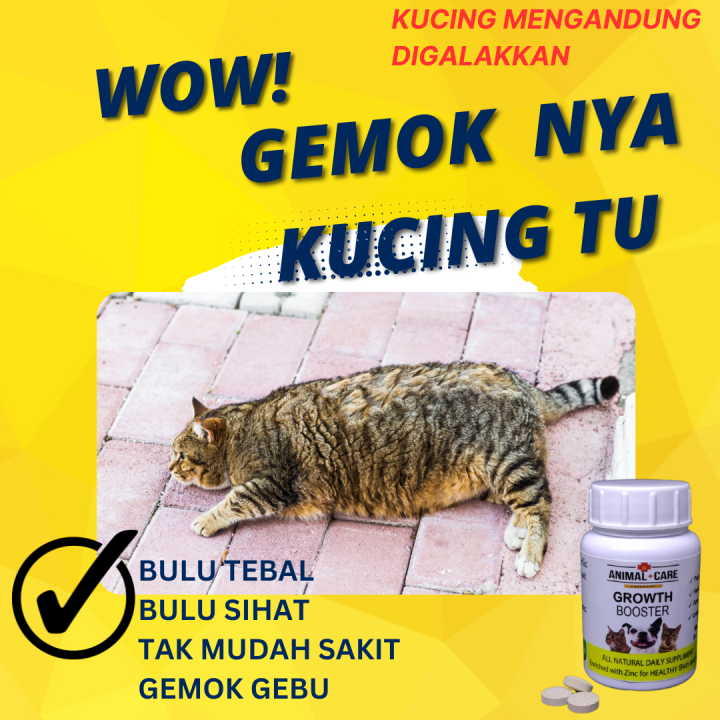 GROWTH BOOSTER Kucing Gemuk sihat Dijamin berkesan | Lazada