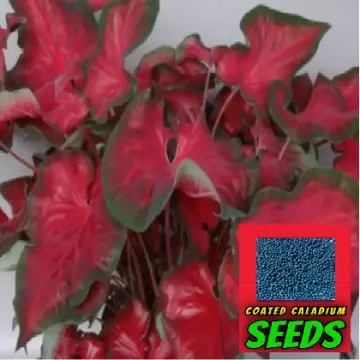 Florida Red Ruffles Caladium