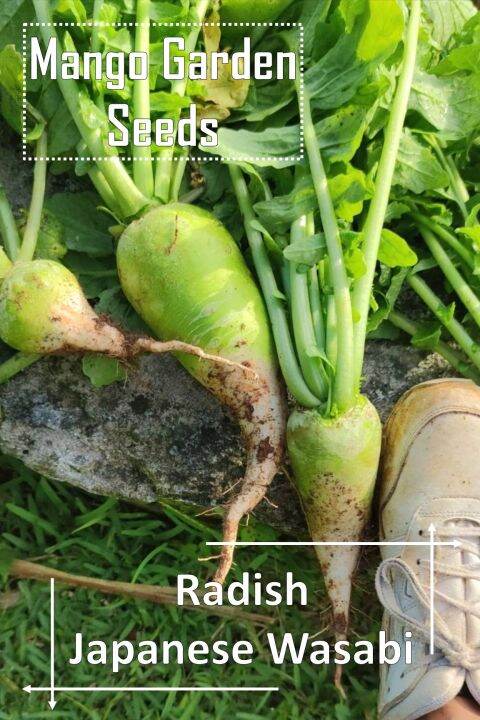 Japanese Wasabi Radish Seeds - 5 Seed *Pot Friendly* Tanam Pasu Lobak ...
