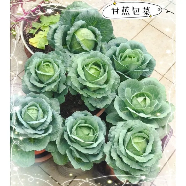 Malaysia Stock Benih Kubis bulat Manis 20pcs/Cabbage/甘蓝包菜种子 | Lazada Malaysia Stock Benih Kubis bulat Manis 20pcs/Cabbage/甘蓝包菜种子 | Lazada