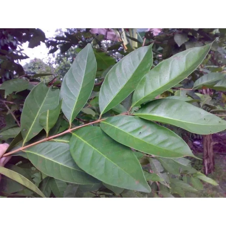 Pokok salam indonesia Indonesian bay leaf real plant hotselling indoor ...