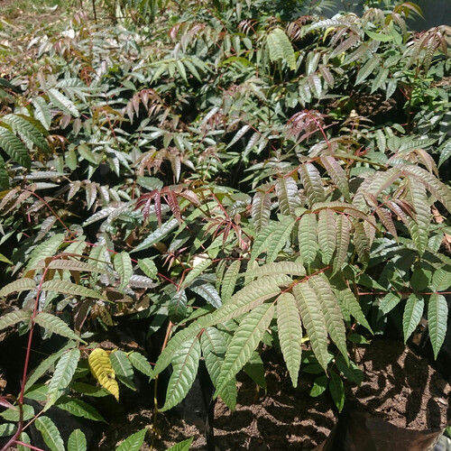 Bibit Tanaman Kayu Suren Siap Tanaman | Lazada Indonesia