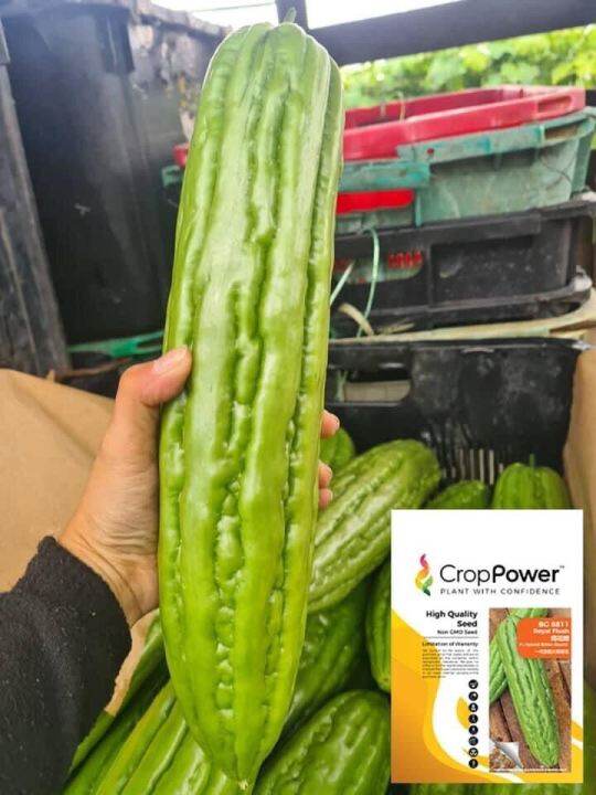 Hybrid Seed Green Delica Seed Bitter Gourd Peria Besar 50 seeds (not ...