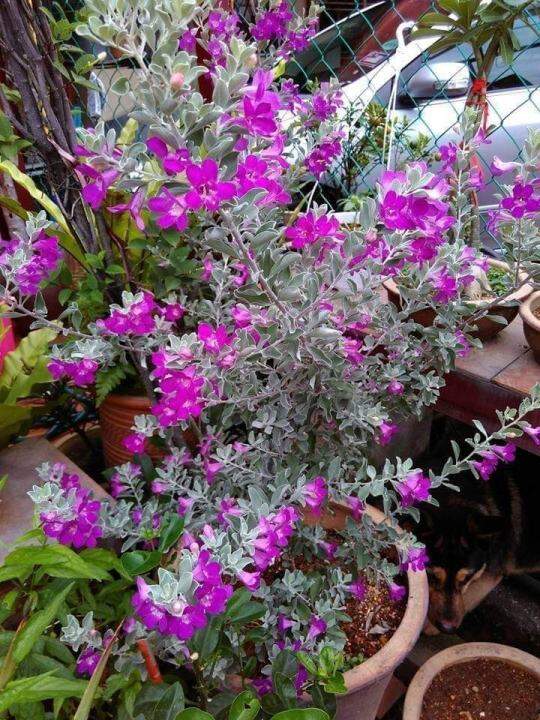 POKOK BUNGA TEXAS SAGE. BUNGA PURPLE. READY STOCK! | Lazada