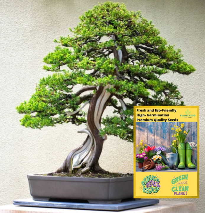 Dwarf Juniper Tree K56 - 1 Gram of High germination Flowering Plant ...