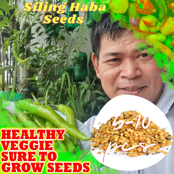 SILI PANIGANG / SILING HABA / Bicol Express Chili Seeds / SILING TAGALOG 5-10 PCS HYBRID PLANT ...