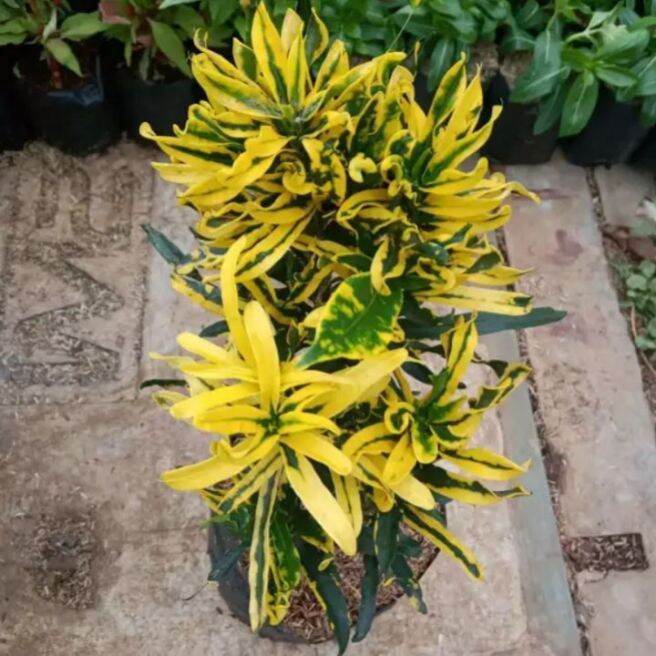 Tanaman hias puring bor/tanaman hidup puring bor | Lazada Indonesia