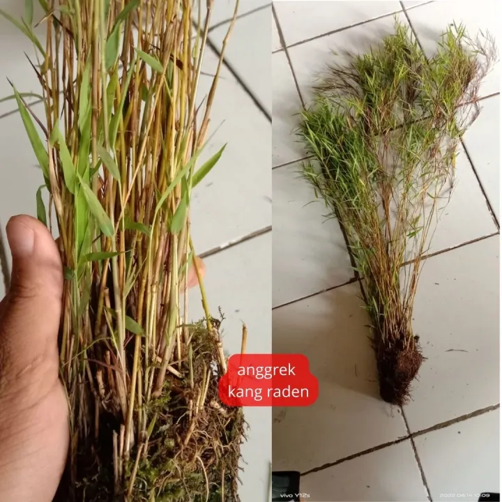 Bambu Kuning Mini Micro sudah tumbuh akar | Lazada Indonesia