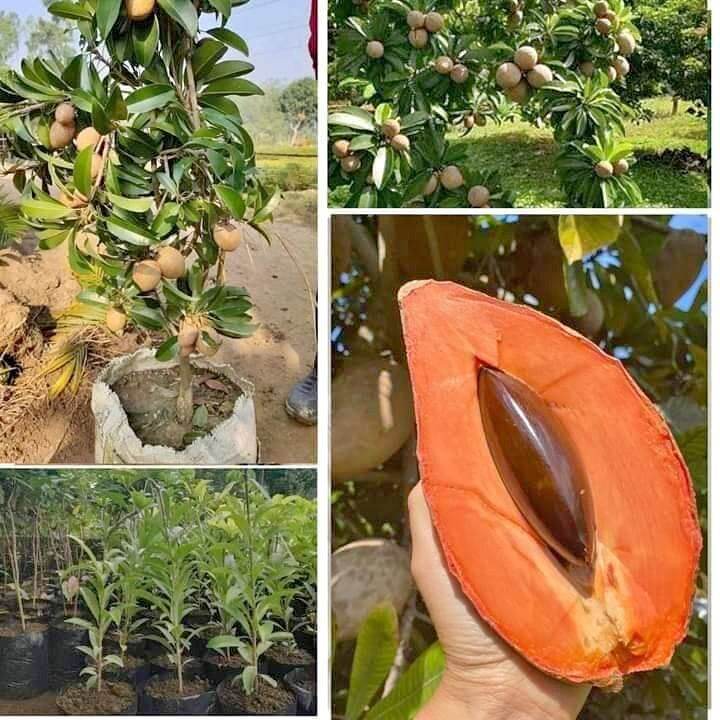 grafted chico ponderosa variety LIVEPLANT w/ fruitings | Lazada PH