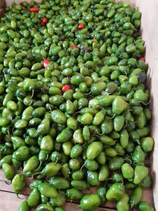 cabai gendot hijau kemasan 1kg. cabai gembol. cabai gondot. cabai hijau ...