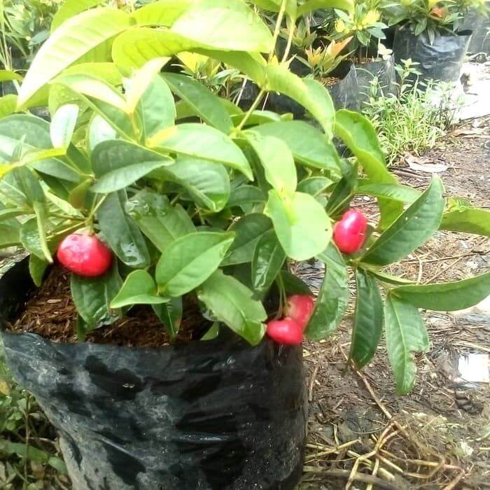 Bibit jambu air merah / Pohon jambu kancing merah | Lazada Indonesia