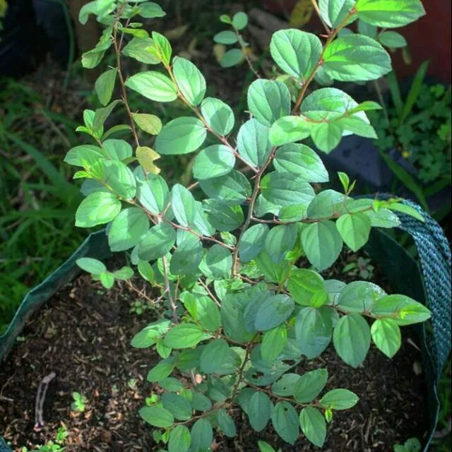 Paket 10 Pohon Bidara Arab Pohon Tinggi/ Bibit Bidara Tanaman Bidara ...