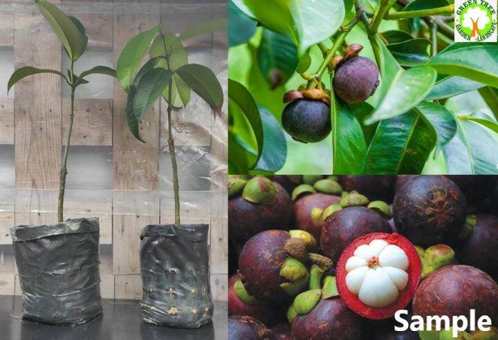 Fruit Tree - Anak pokok Manggis Master ( Kahwin ) Cepat berbuah -Grafting 日本水晶山竹 for HOME/GARDEN ...