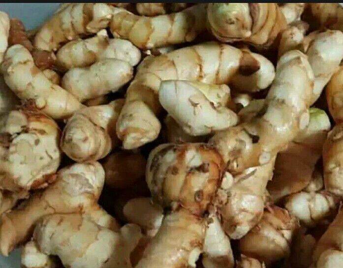 bibit temulawak putih unggulan 1kg | Lazada Indonesia