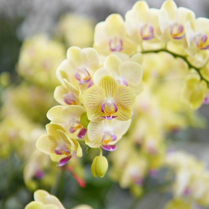 Anggrek Bulan Mini Kuning Garis | Lazada Indonesia