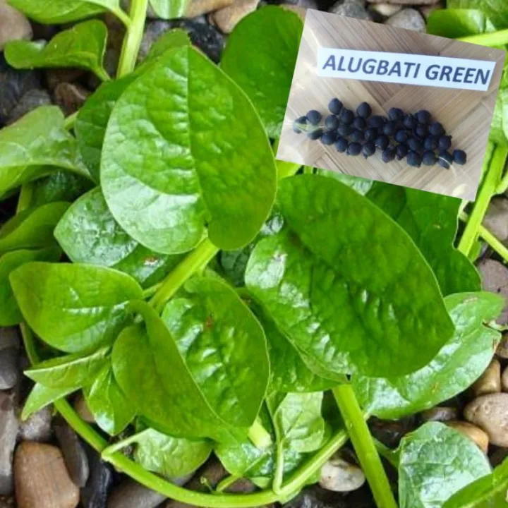 50 Seeds (buy 2 get 1 free) Alugbati Green Leaf Malabar Spinach for ...