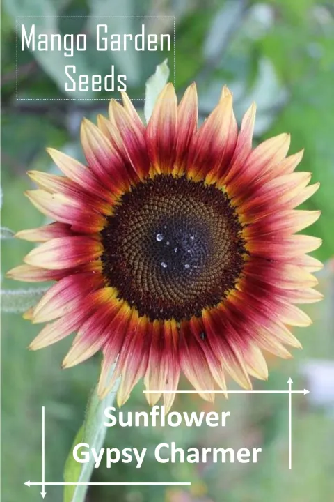 Gypsy Charmer Sunflower Seeds - 12 Seed *Pot Friendly* Tanam Pasu ...
