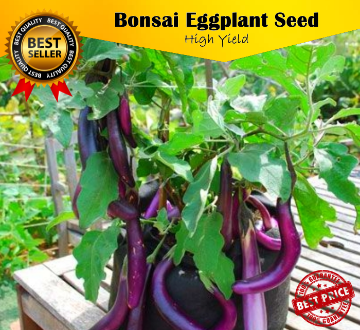 BONSAI Eggplant Seeds/Hybrid (For pots and containers) | Lazada PH