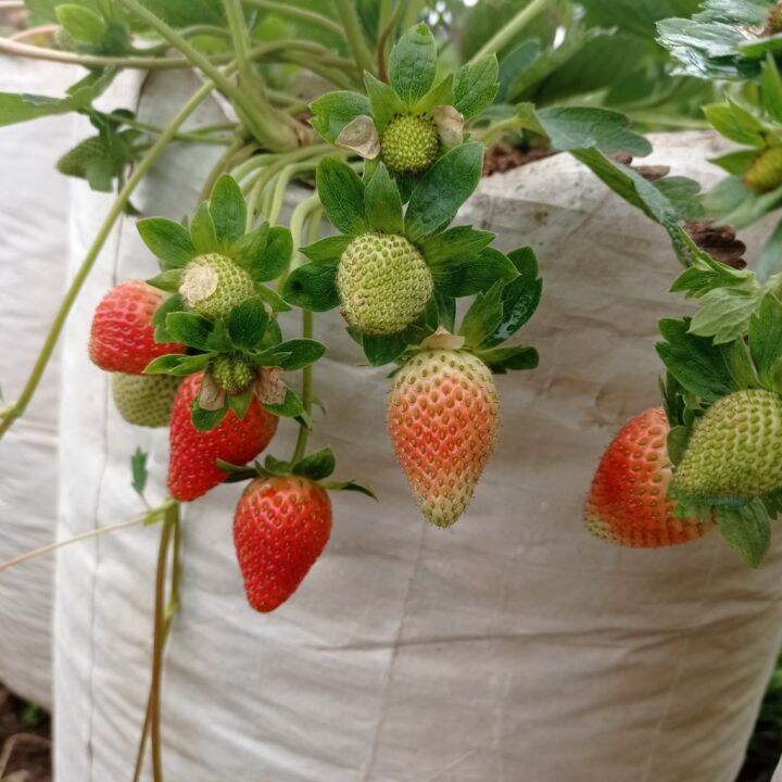 ISI PAKET : 10 Bibit Strawberry Kelly Bright Buah Jumbo Benih Tanaman ...