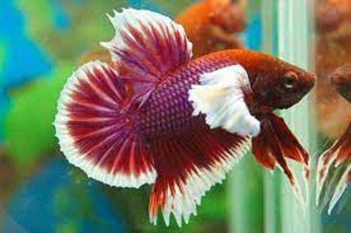 DUMBO SALAMANDER BETTA MALE | Lazada