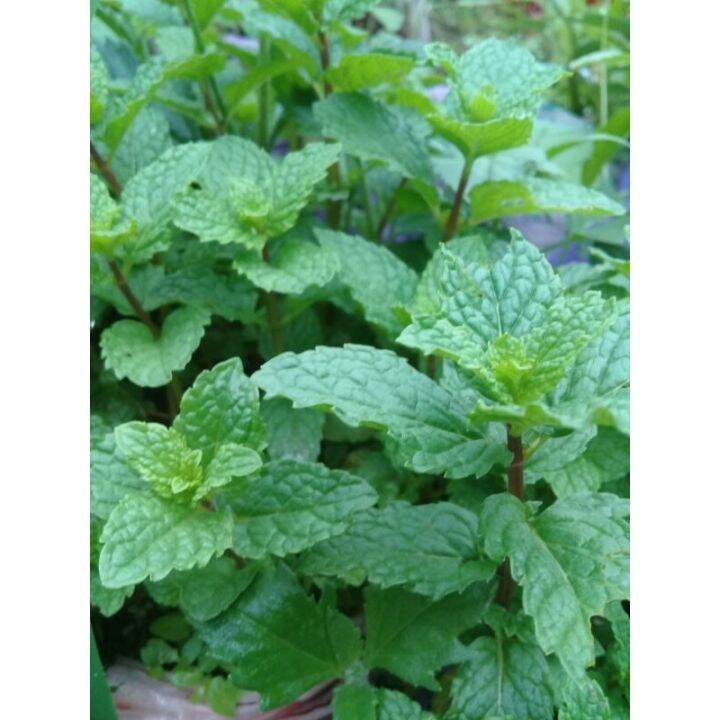Daun Mint segar 500 Gram | Lazada Indonesia