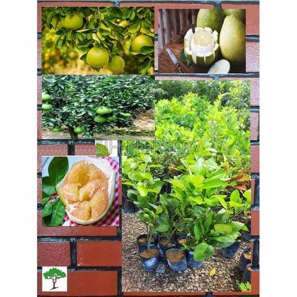 SJH - Anak Pokok Limau Bali (Isi Putih) / Pomelo (white) Seedling [Real ...