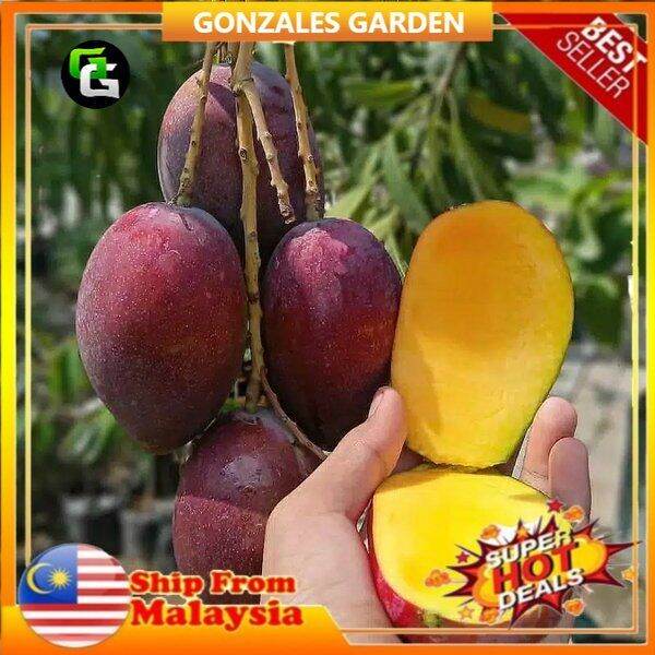 Anak Pokok Mangga Mempelam Pauh Irwin | Lazada