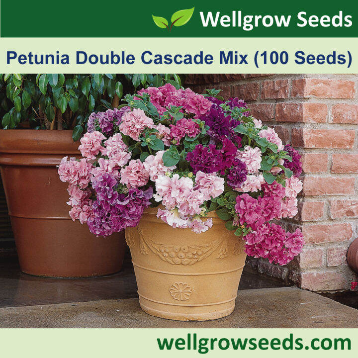Petunia Double Cascade Mixture Pelleted (100 sds) Flower Seeds Wellgrow ...