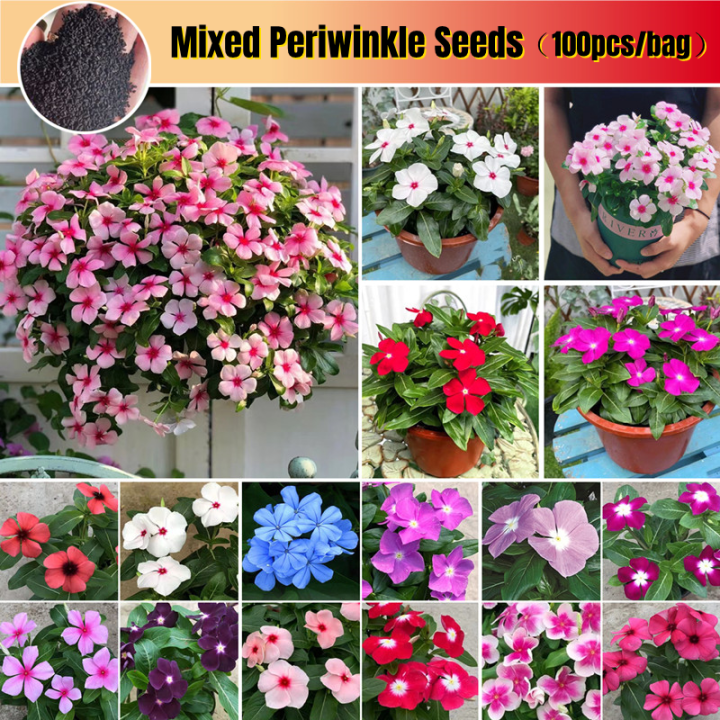[Fast Growing] 100pcs Mixed Color Vinca Periwinkle Flower Seeds Potted ...