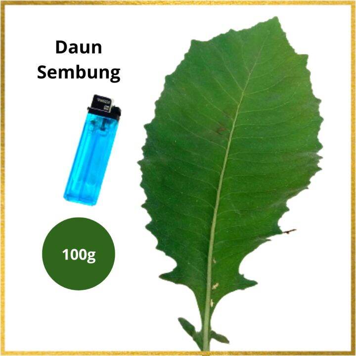 Herbal Daun Sembung 100% Organik Petik Segar 100 gram | Lazada Indonesia