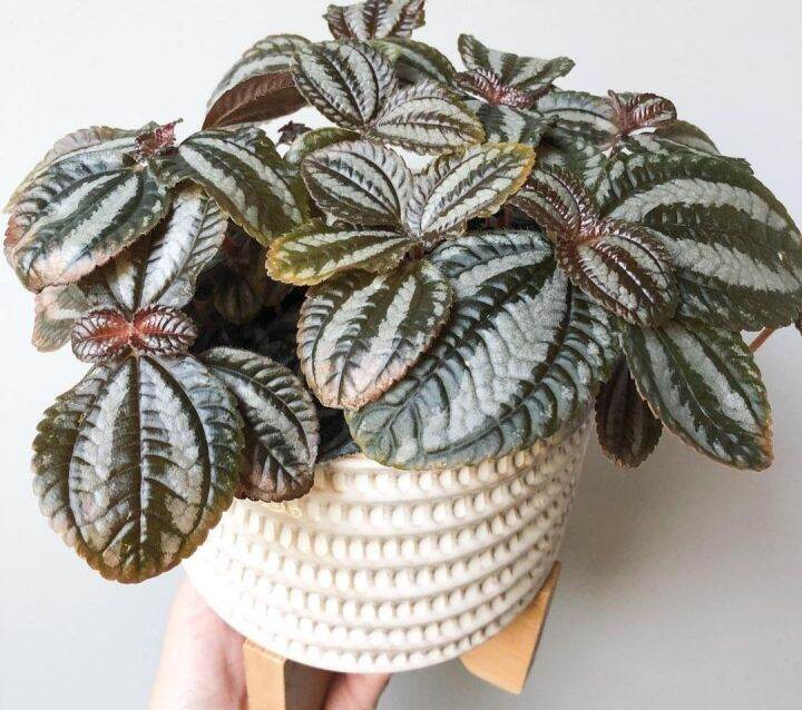 Pilea Pan Am "Aluminum Plant" Rare Plant with FREE white plastic pot ...