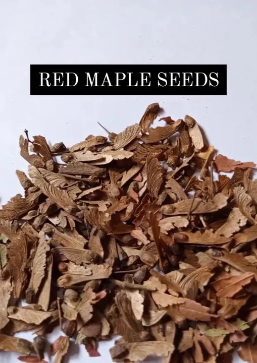 Red Maple Tree Seeds Bonsai MPL5 High germination Flower Seeds you can ...