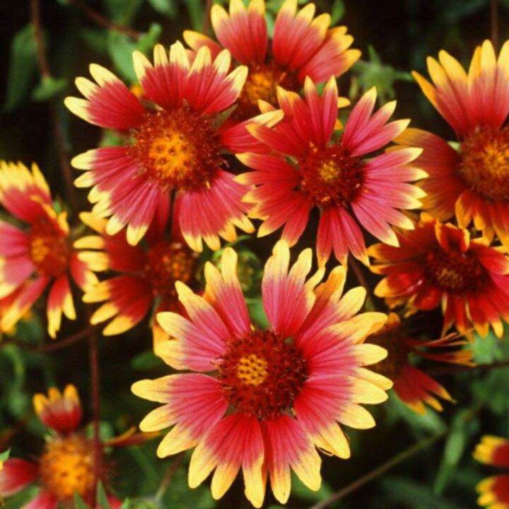 10 Benih Bunga Indian Blanket free sedap malam | Lazada Indonesia