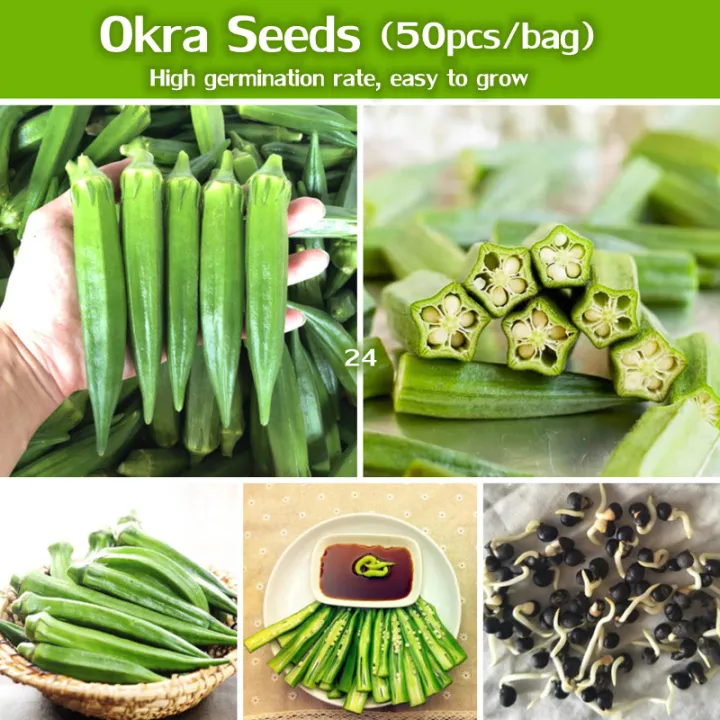 [Easy To Grow In Malaysia] 50 Seeds Premium Taiwan Okra Seeds for ...