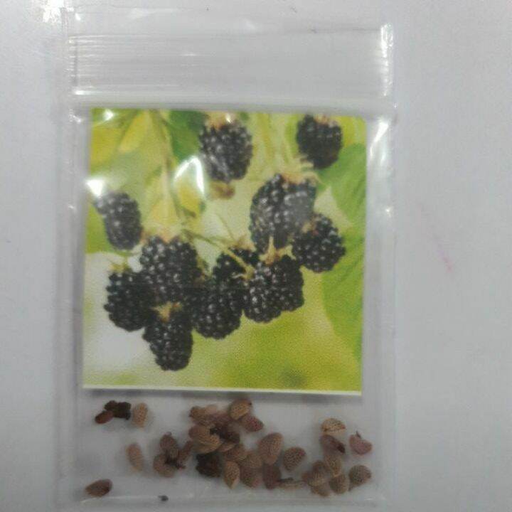 Blackberry seeds. 50 seeds germinate easily, are vigorous shrubs, and ...